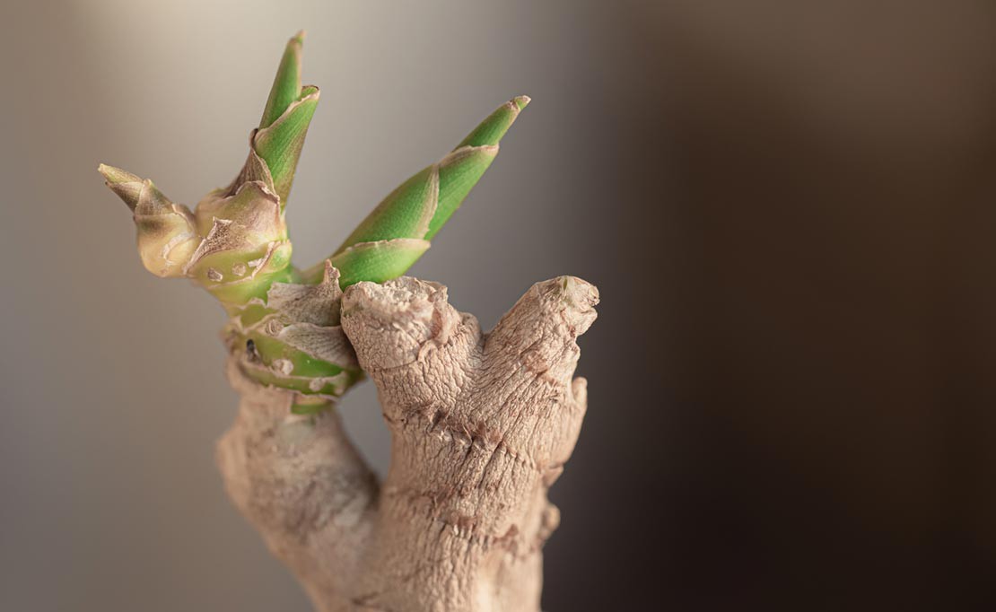 Gember Kweken | Zelf Gember Planten | Hovenier.nl